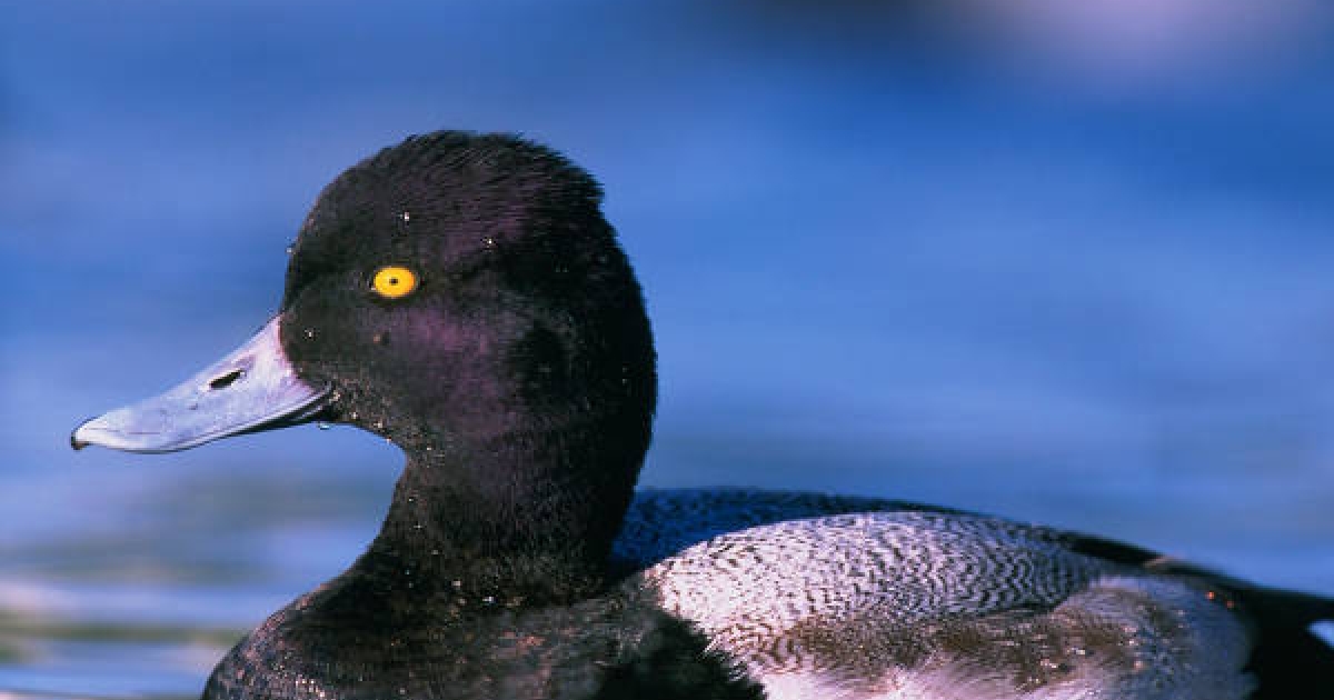 North American Wetlands Conservation Act (NAWCA) U.S. Standard Grants ...